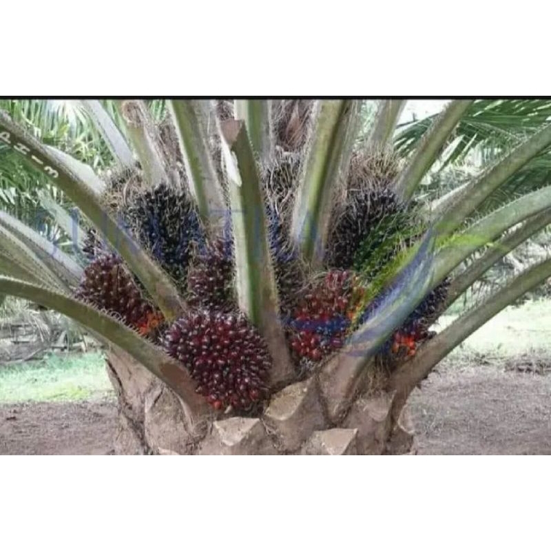 Jual Bibit Benih SAWIT LONSUM BAH LIAS ORIGINAL BERSERTIFIKAT | Shopee ...