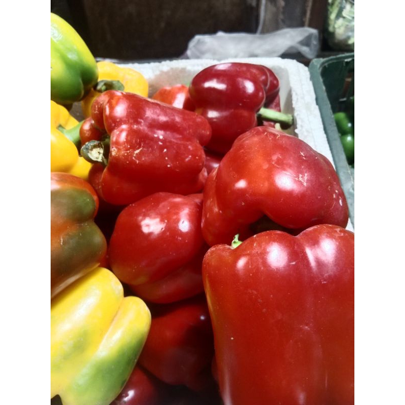 Jual Cabe paprika segar merah kuning hijau atau mix | Shopee Indonesia