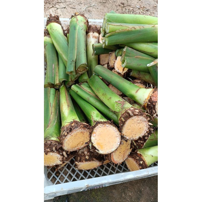 Jual Bibit Talas Beneng Kang Arif Channel (isi 15 batang) | Shopee ...