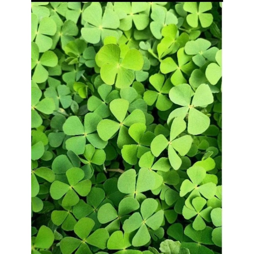 Jual Daun Semanggi sawah 200gram segar | Shopee Indonesia