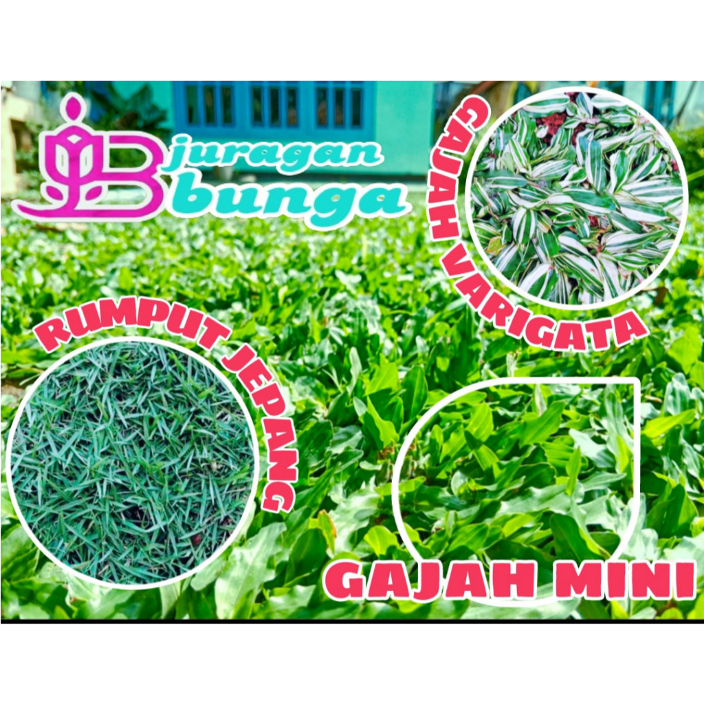 Jual RUMPUT GAJAH MINI | RUMPUT JEPANG | RUMPUT VARIGATA | 1 meter ...