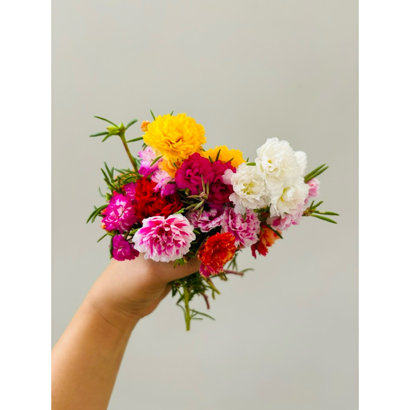 Jual Krokot (bunga jam 9 ) murah 10 warna ( 50 batang stek) | Shopee ...