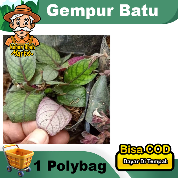 Jual Gempur Batu Tanaman Daun Akar Herbal (Warna Random) | Shopee Indonesia
