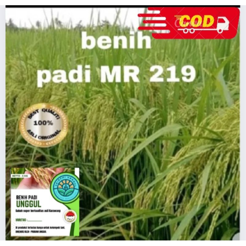 Jual BENIH PADI MR 219 BERKUALITAS UNGGUL UNTUNG BANYAK KEMASAN 10 KG ...