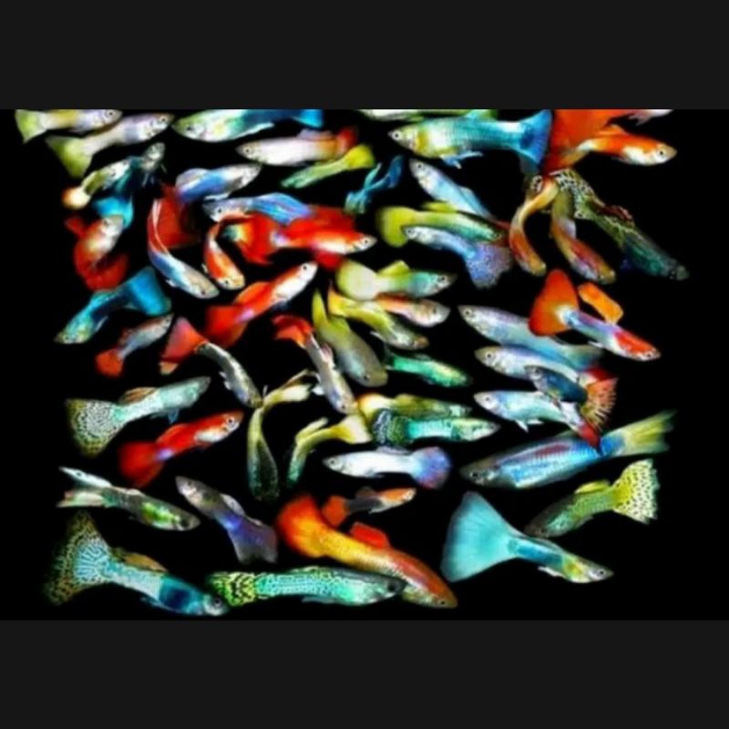 Jual PAKET IKAN HIAS GUPPY MIX | Shopee Indonesia