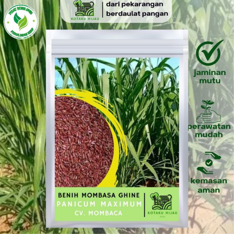 Jual Benih rumput super mombaca Ghine 5000biji kotaku hijau mombasa ...