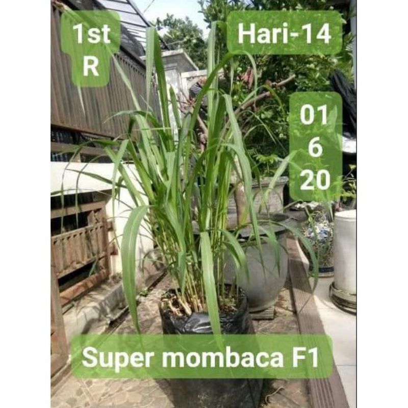 Jual 5000butir Benih rumput super mombaca f1- bibit rumput pakan ternak ...