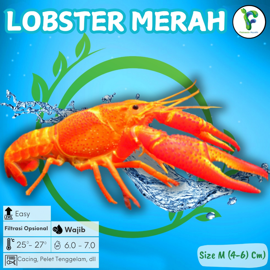Jual Lobster Merah - Lobster Hias Air Tawar | Shopee Indonesia