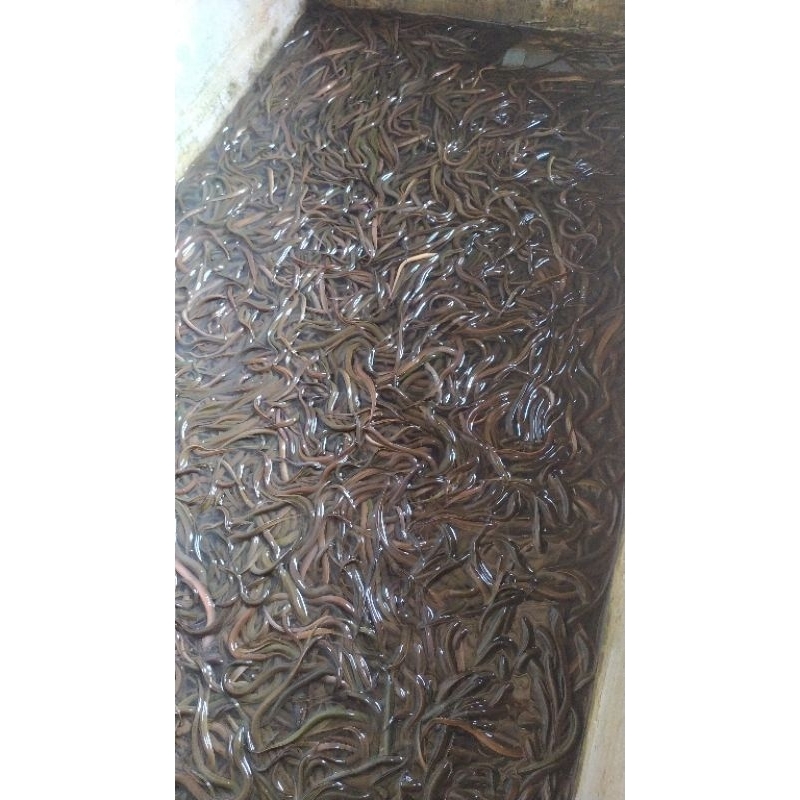 Jual bibit belut sawah super_rawa berkualitas | Shopee Indonesia