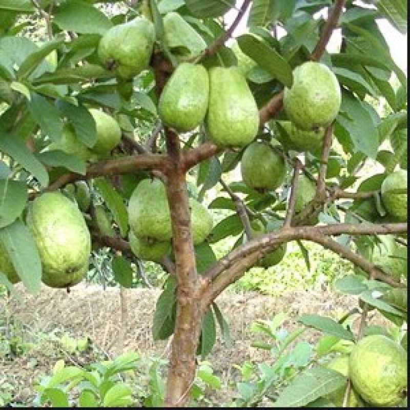 Jual Bibit Jambu Kristal Putih | Shopee Indonesia