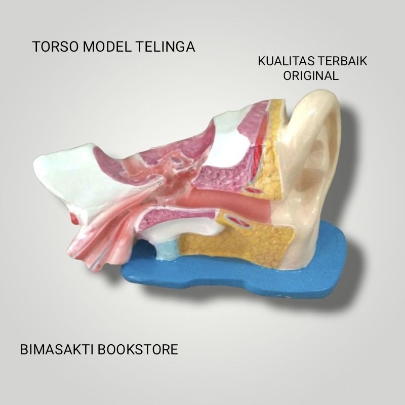 Jual TORSO MODEL TELINGA ALAT PERAGA PEMBELAJARAN PRAKTEK BIOLOGI IPA ...