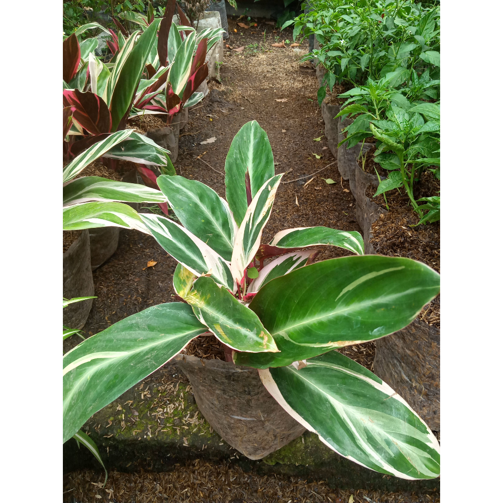 Jual Tanaman Hias Meranti Bali/Calathea Tricolor | Shopee Indonesia