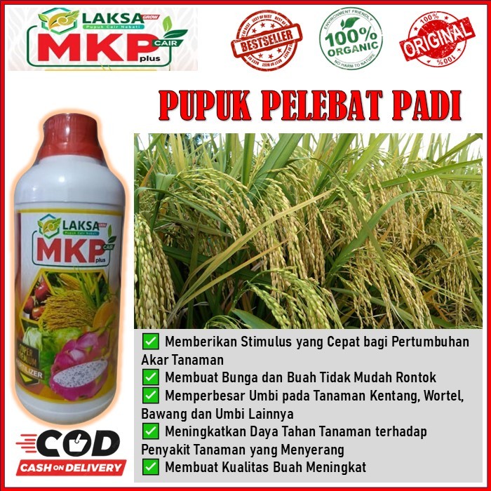 Jual Obat Semprot pelebat padi terbaik - MKP Cair Plus Laksa Grow Meningkatkan Daya Tahan ...