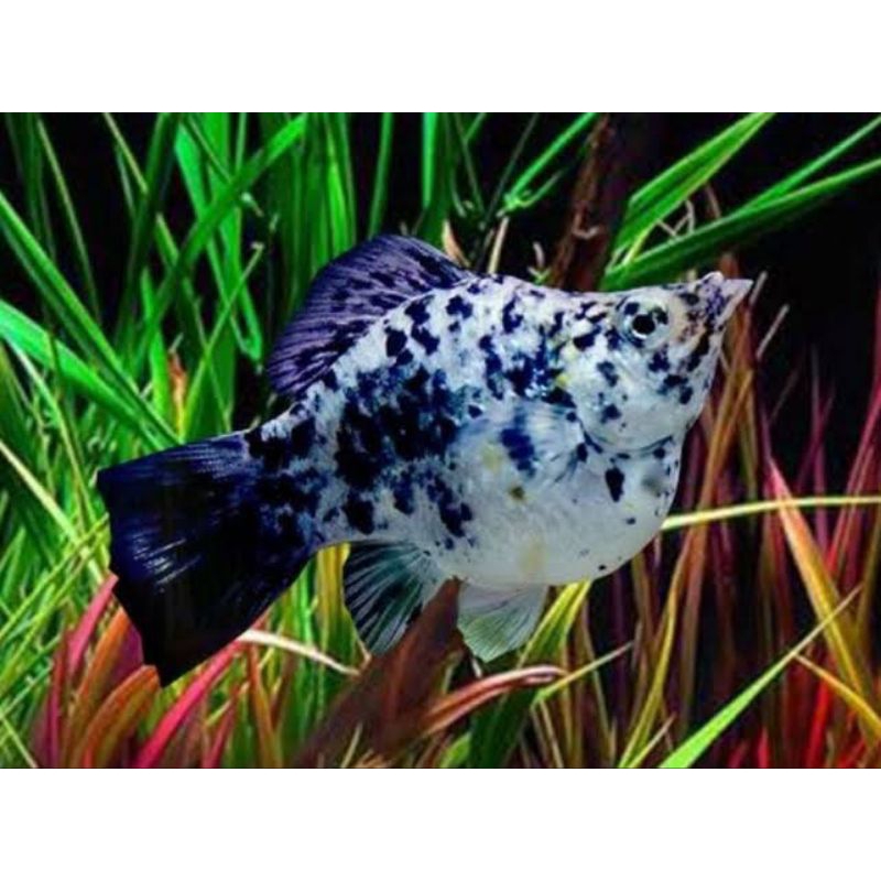 Jual IKAN HIAS AQUASCAPE MOLLY MARBLE | Shopee Indonesia