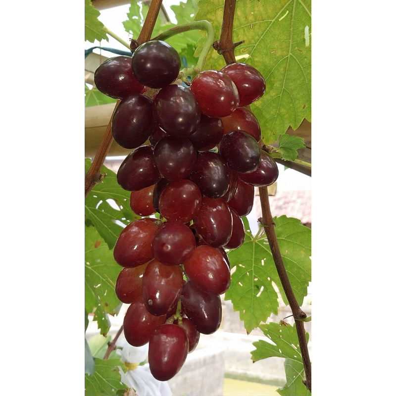 Jual Donetsky tanaman anggur impor | Shopee Indonesia