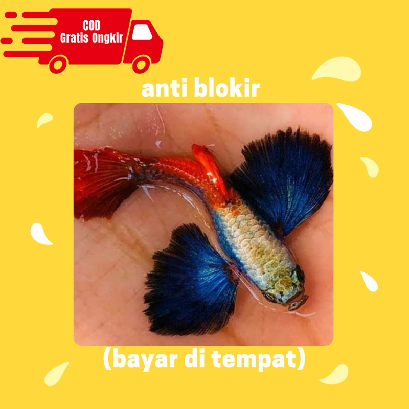 Jual pembersih aquarium guppy prtde kuping lebar sepair | Shopee Indonesia