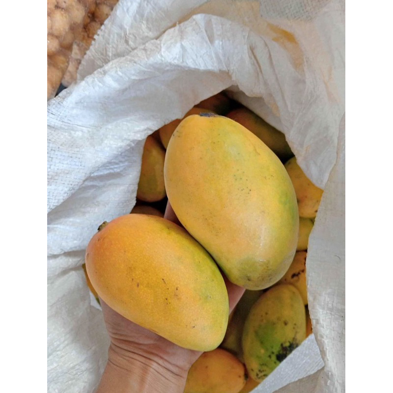 Jual Mangga Podang Gunung Masak Pohon Berat 1 Kg | Shopee Indonesia
