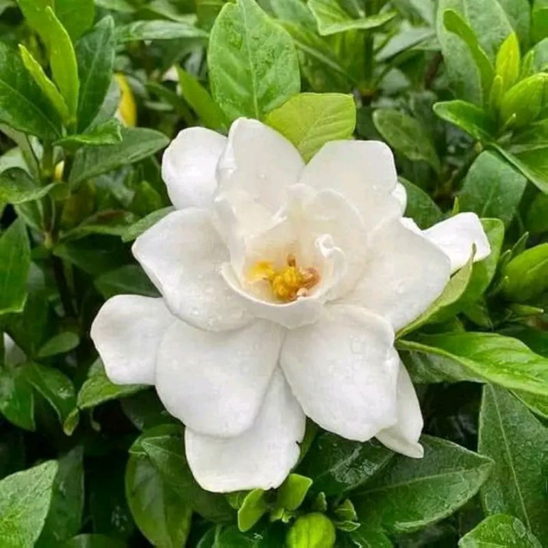 Jual Paket 100 Tanaman Gardenia Jasminoides Melati kaca piring cepiring ...