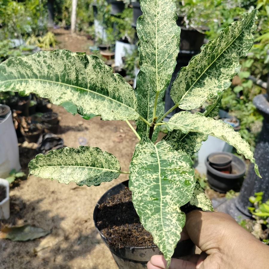 Jual TANAMAN HIAS IMPORT Ficus Snowstrom/Ficus Virens Bunut Variegata ...