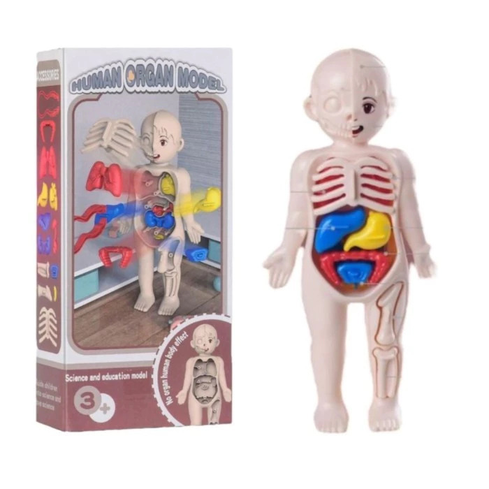 Jual Mainan Anak Human Organ Model 349AB Edukasi Anak Mengenal Nama Organ Simulasi Posisi Organ ...