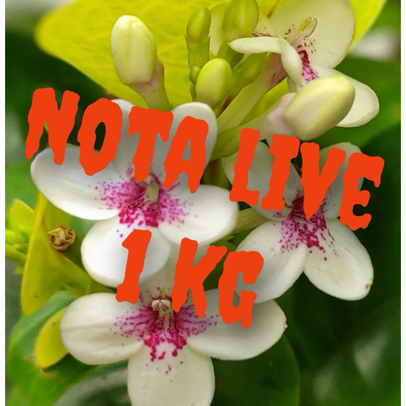 Jual Nota Live Bunga 1 KG | Shopee Indonesia