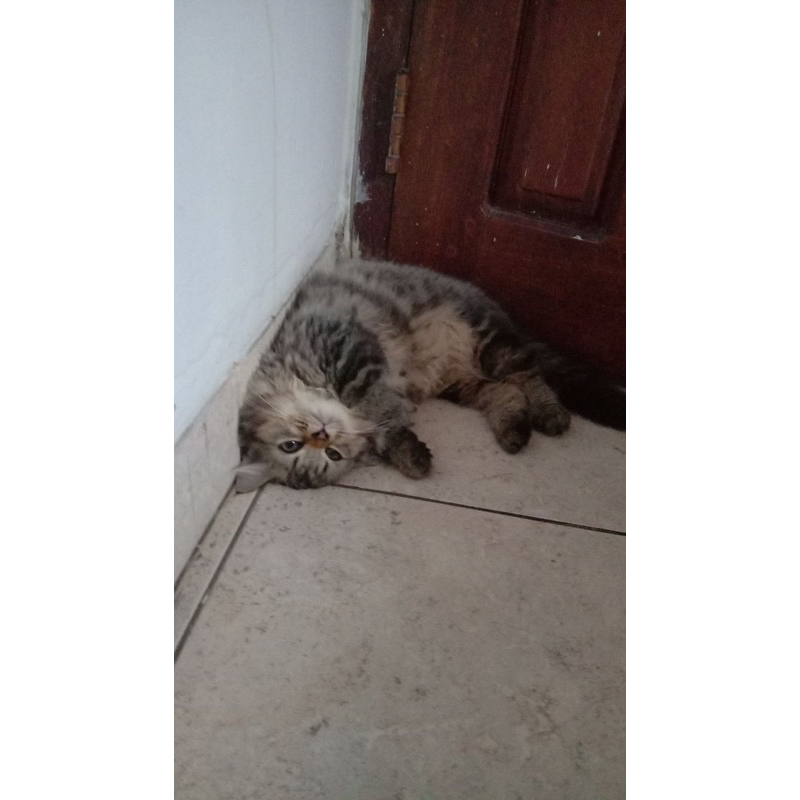 Jual CHECK OUT CS | Shopee Indonesia