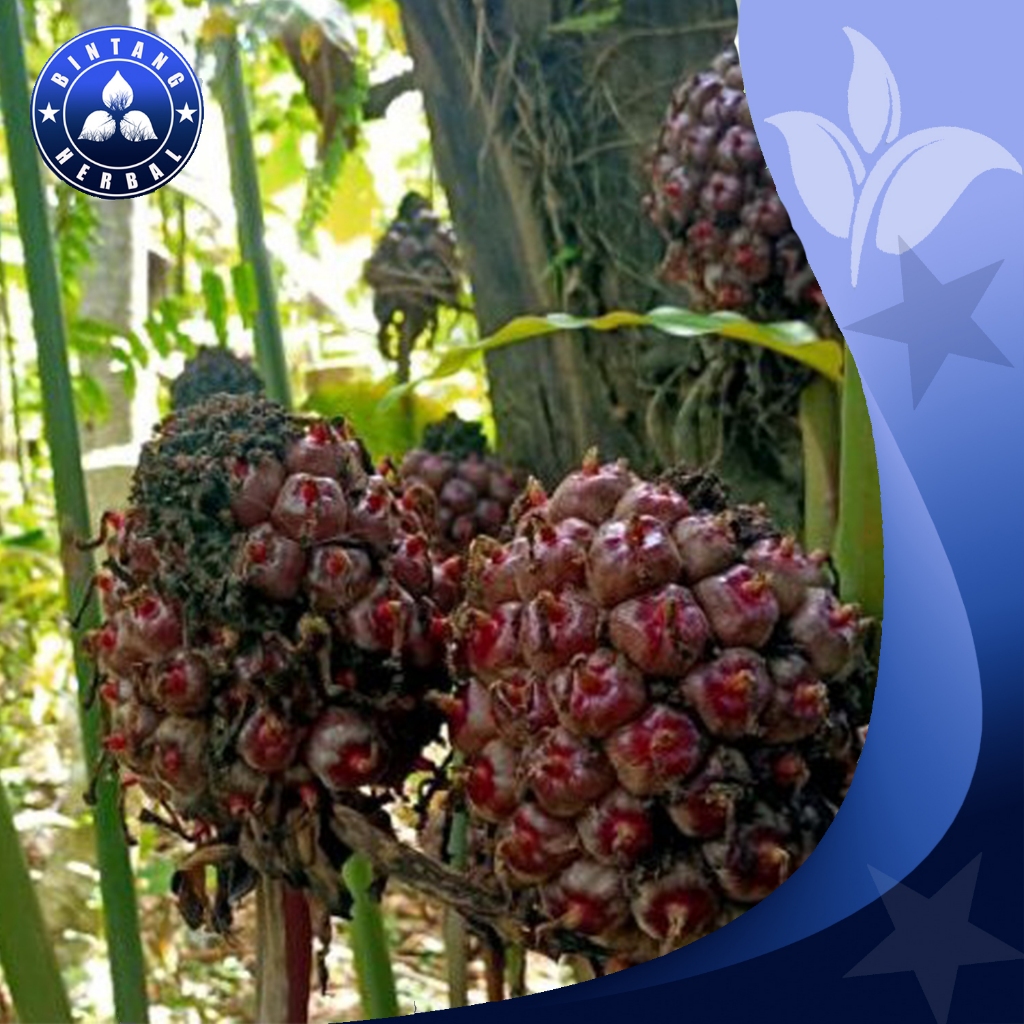 Jual BUAH HONJE PINK / BUAH HONJE LAKA | Shopee Indonesia