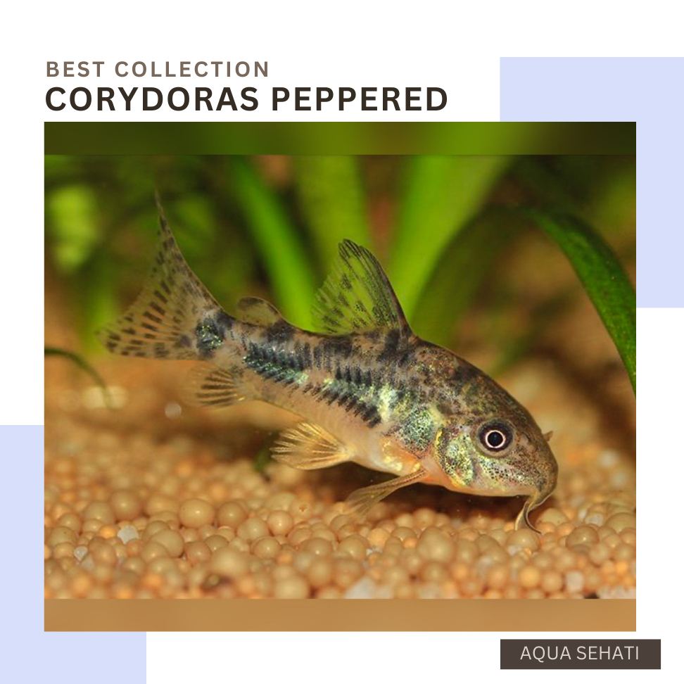 Jual ikan hias Corydoras Peppery / ikan tikus aquarium Peppered Cory ...