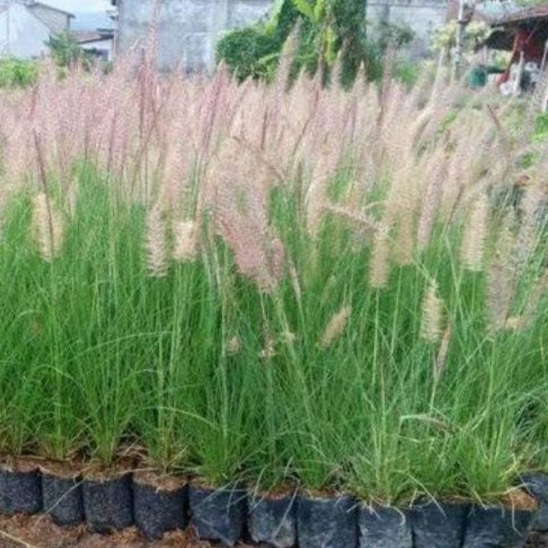 Jual Tanaman Alang Alang Long Grass Hijau ( ilalang ) | Shopee Indonesia