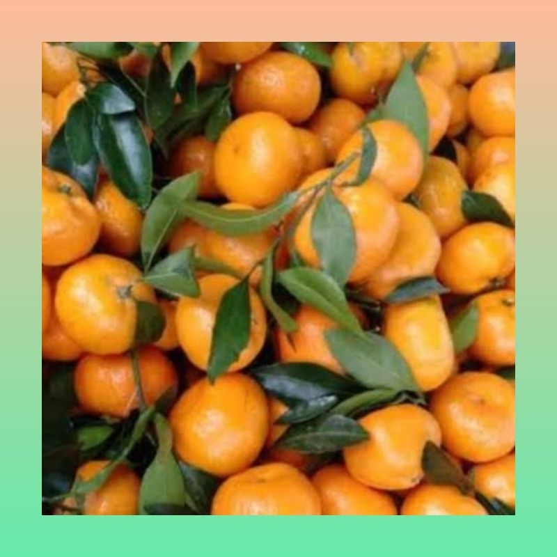 Jual Jeruk santang 1 kg fresh | Jeruk Santang segar 1 kg | Jeruk kecil ...