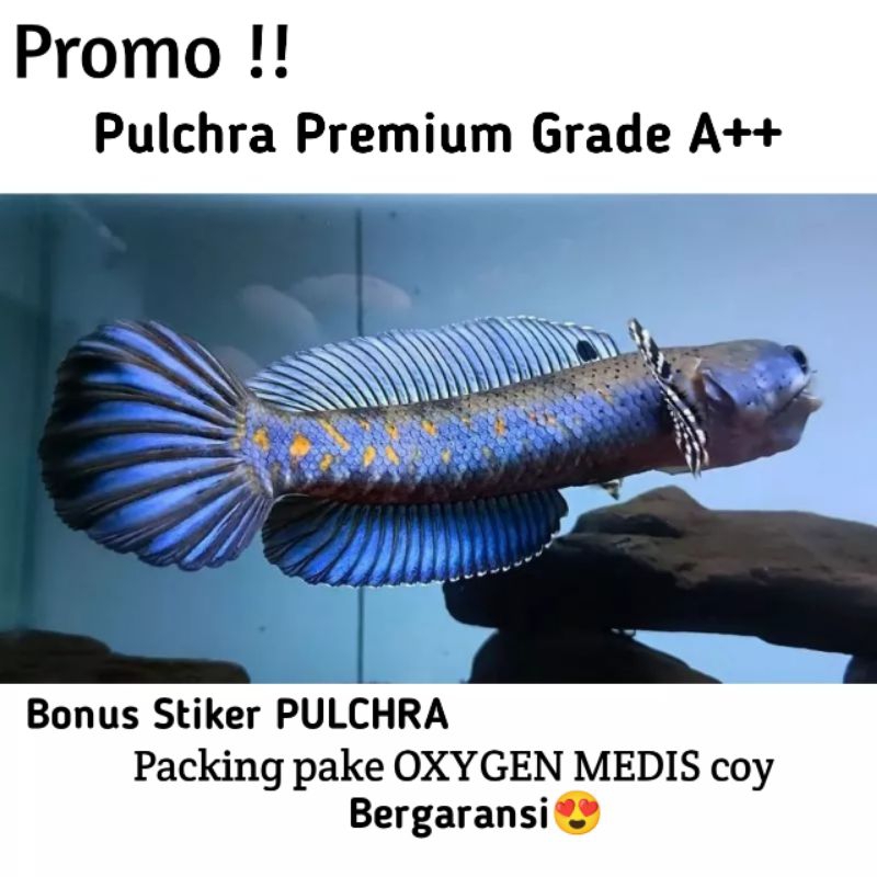 Jual Blue Pulchra Premium Quality 8 9 10 11 12 13 Grade A+ (Super ...