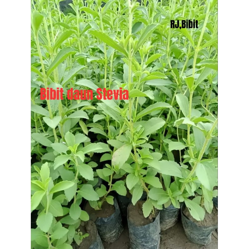 Jual BIBIT DAUN STEVIA SUPER pengganti GULA | Shopee Indonesia