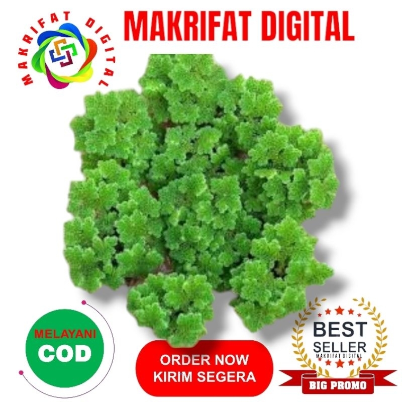 Jual MAKRIFAT DIGITAL Paket 1 Kg AZOLLA Tanaman Air Kolam Pakan Ternak ...