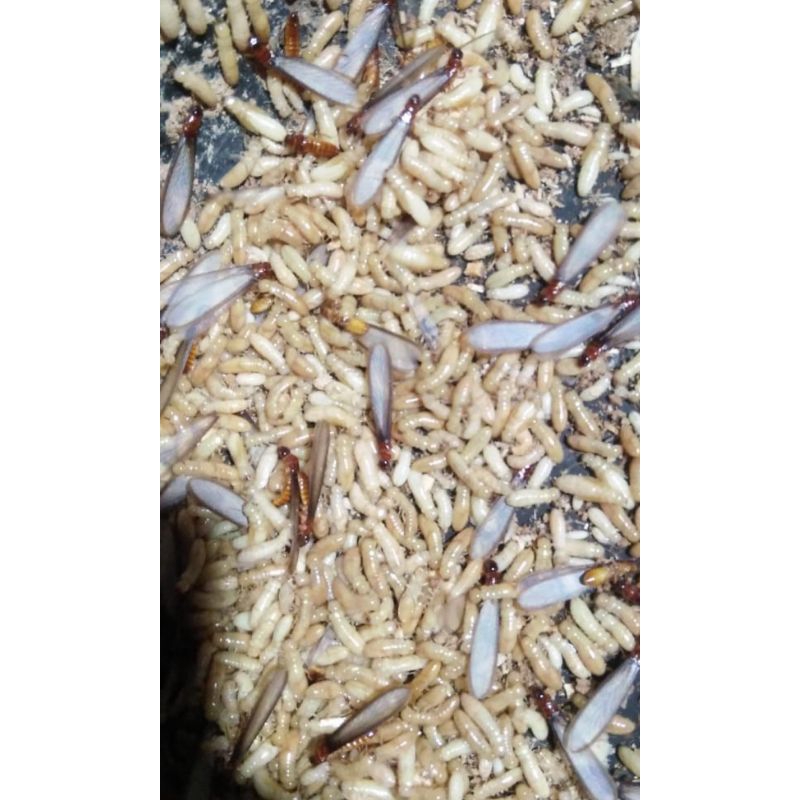 Jual pua/poa/warangas/rayap/umpan/wader/jitu/laron/silaru/hidup ...