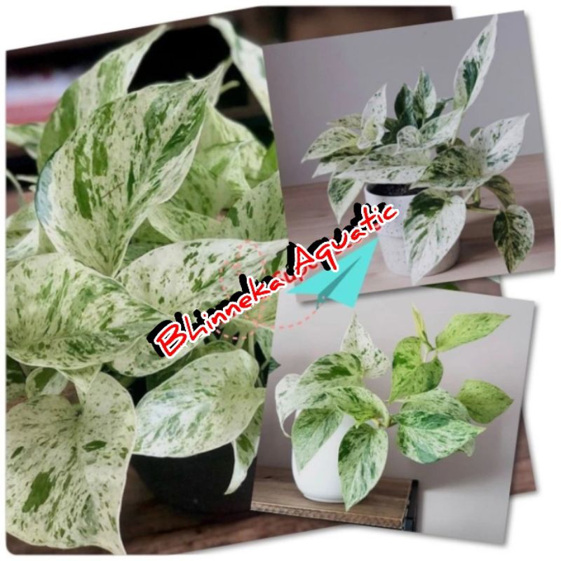 Jual Tanaman Hias Epipremnum Marble Queen Sirih Gading Marble Sri ...