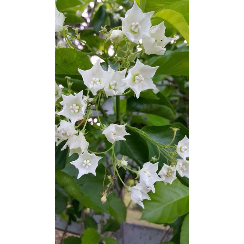 Jual Bibit Melati Langka Pandan Wangi Asal Cangkok Cepat Berbunga Cocok ...