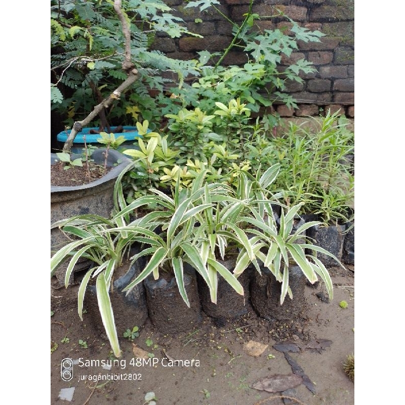 Jual Bunga Lili Putih Terlengkap & Harga Terbaru Juni 2026 | Shopee ...
