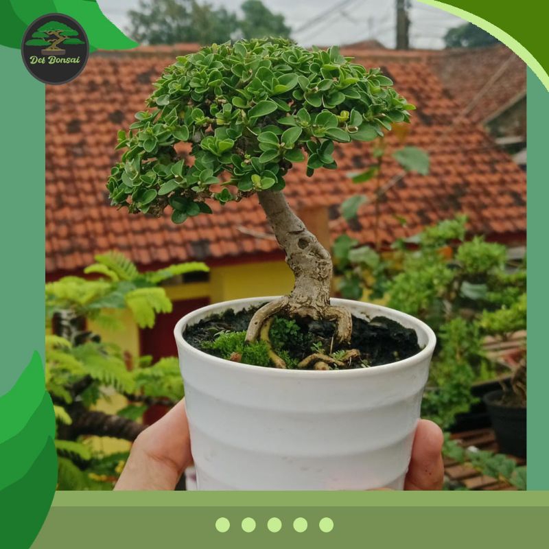 Jual Bonsai Sancang mini hidup ( mame ) | Shopee Indonesia