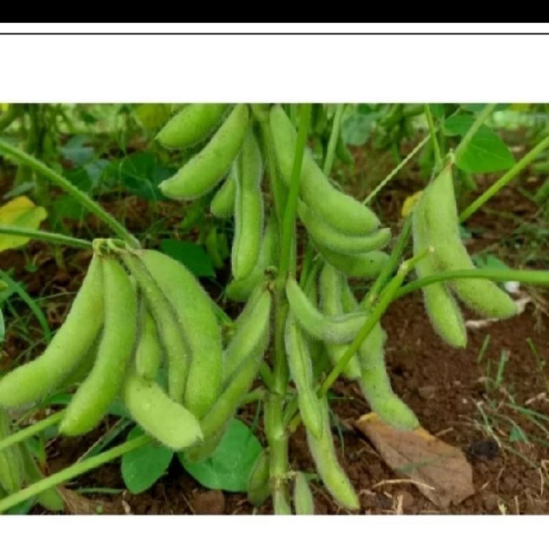 Jual biji benih kacang edamame atau kedelai edamame isi 40 butir ...