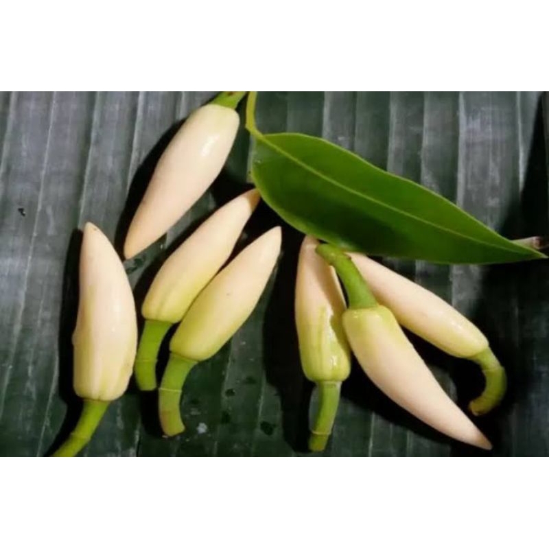 Jual Tanaman Hias bunga kantil putih kuncup segar langsung petik di ...