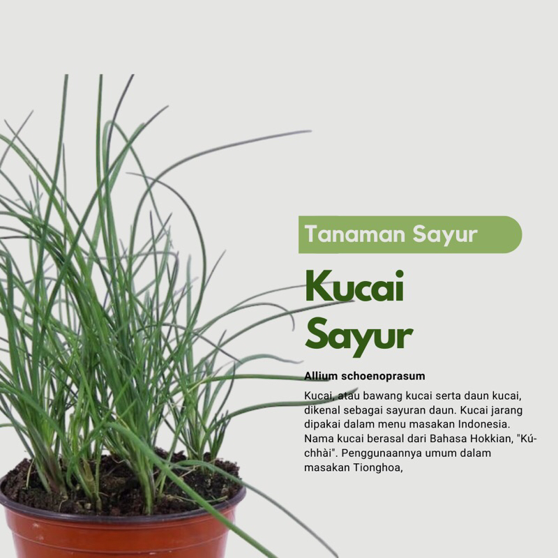 Jual Tanaman Herbal / Rempah Rempah / Tanaman Kucai | Shopee Indonesia