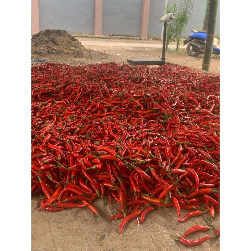 Jual CABE BESAR SEGAR 1kg / cabe merah besar 1kg | Shopee Indonesia