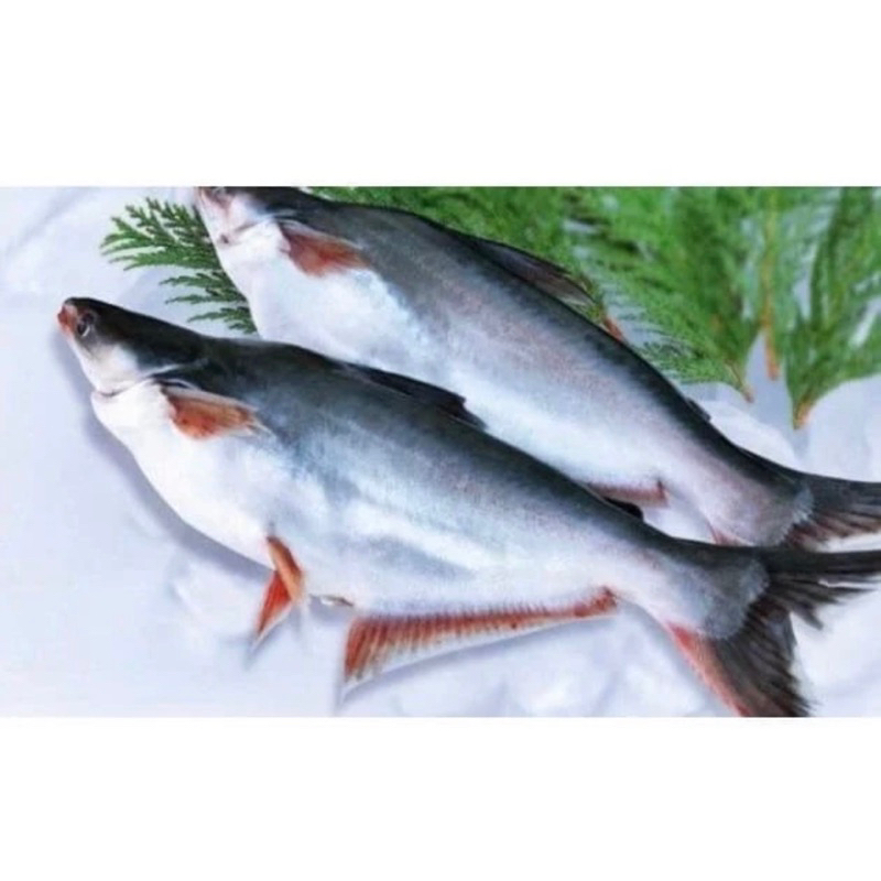 Jual Ikan Patin Fresh 500gr | Shopee Indonesia