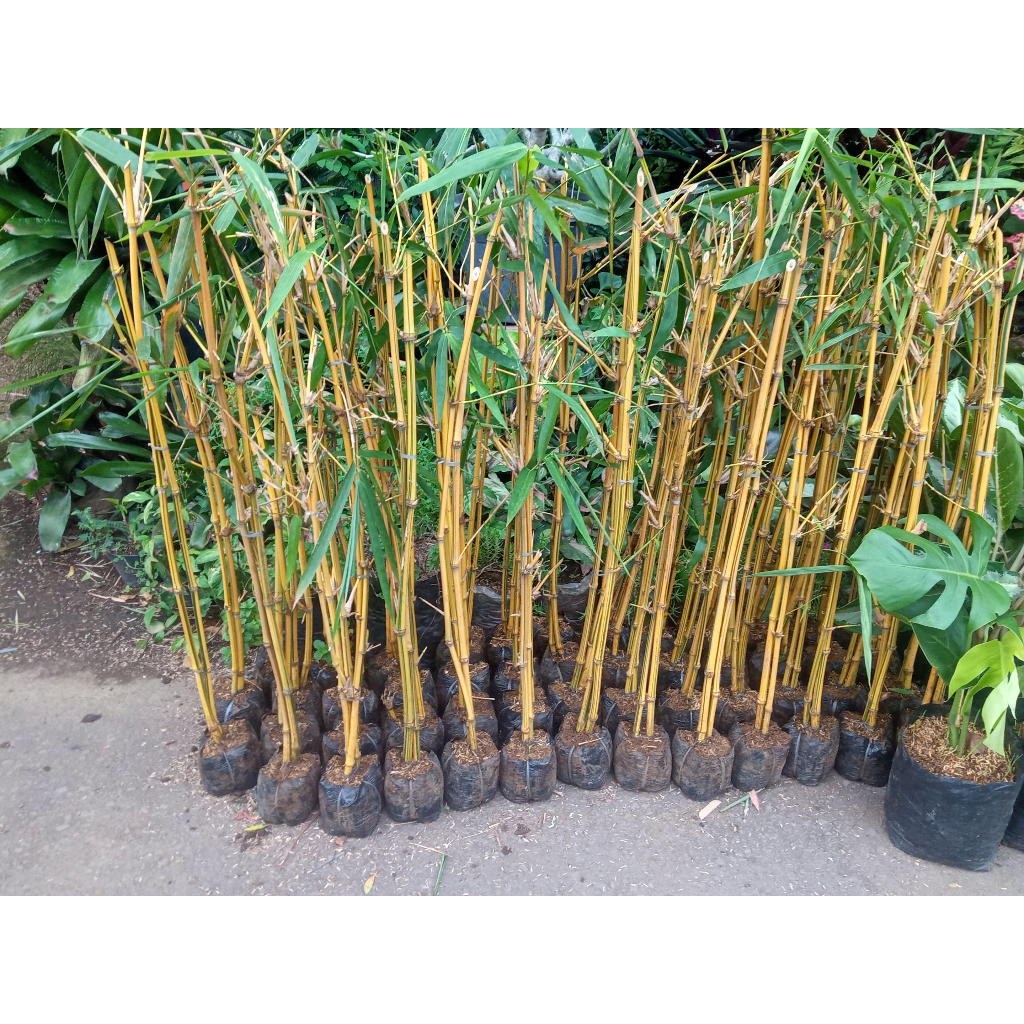 Jual tanaman hias bambu kuning ampel, pohon bambu kuning ampel | Shopee ...