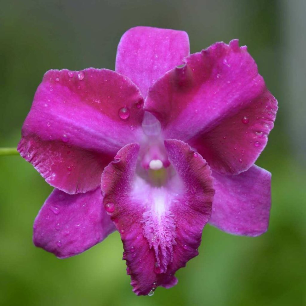 Jual tanaman anggrek dendrobium bunga bulat king dragon | Shopee Indonesia
