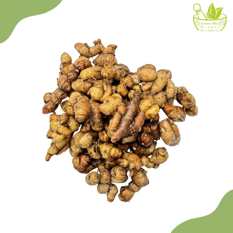 Jual Rimpang Kencur Segar (500 Gram) | Shopee Indonesia