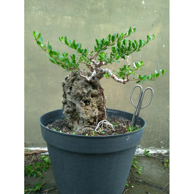 Jual Bahan Bonsai Santigi on the rock hasil tanam dari biji | Shopee ...