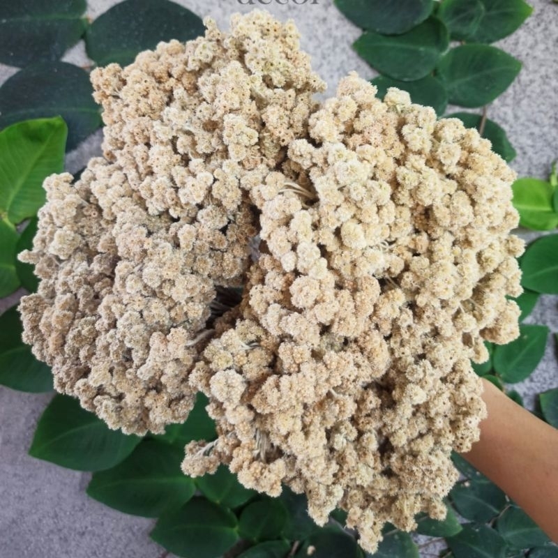Jual [ Termurah ] 30-70 batang Bunga kering EDELWEISS bahan buket mahar ...
