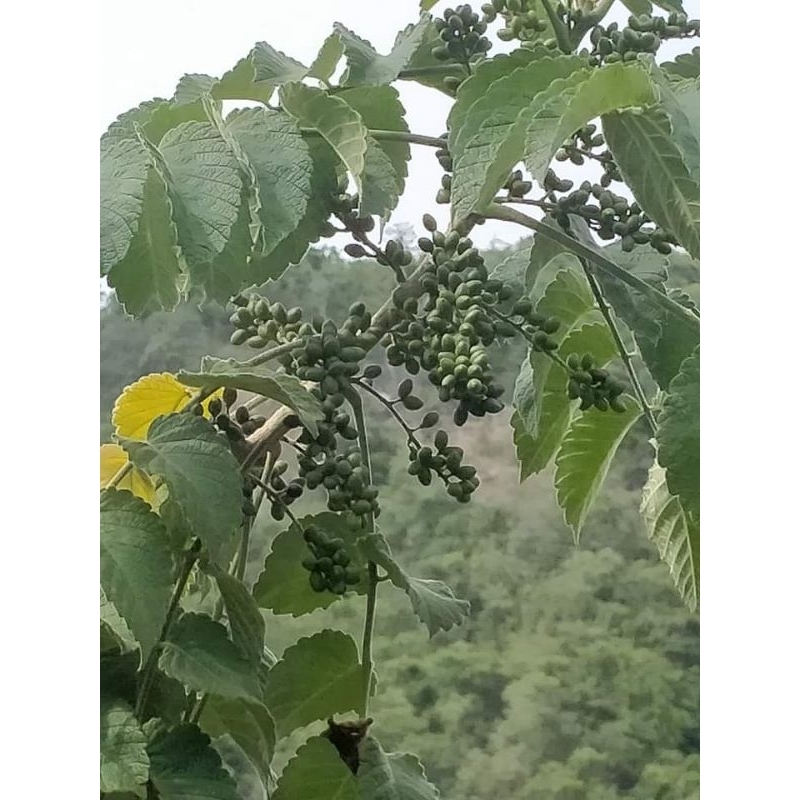 Jual OBAT DIABETES..biji melur atau buah makasar atau lada pahit ...