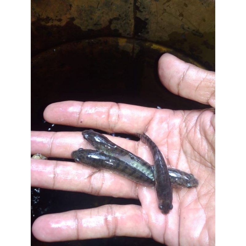 Jual bibit gabus ( sudah makan pelet ) | Shopee Indonesia